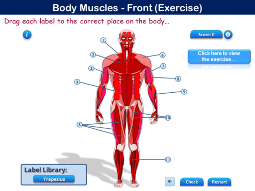 PE13STa - Muscular System - 1 (Structure & Function) | Teaching Resources