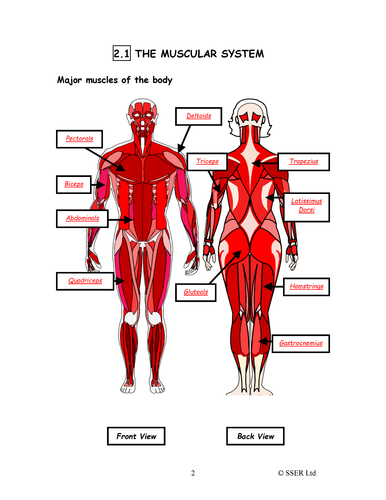 PE13STa - Muscular System - 1 (Structure & Function) WS | Teaching ...