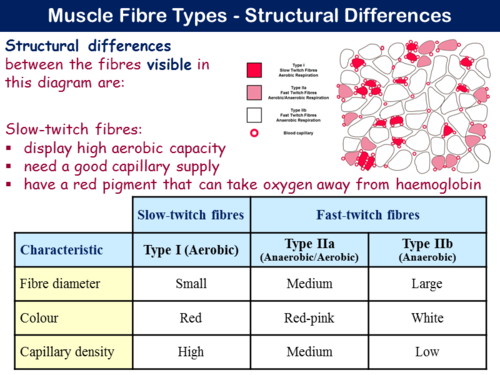 PE13STb - Muscular System - 2 (Types of Fibre) | Teaching Resources