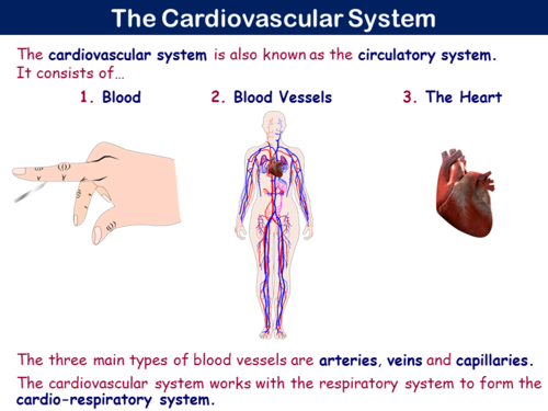 PE14ST - Cardiovascular System | Teaching Resources