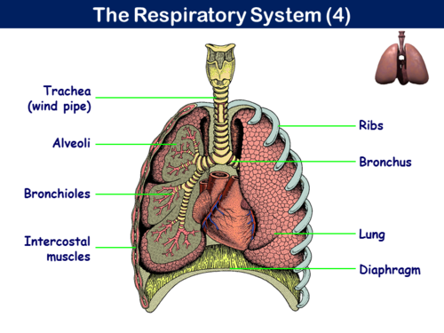 PE15ST - Respiratory System - 1 (Structure & Function) | Teaching Resources