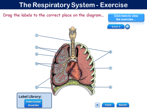 PE15ST - Respiratory System - 1 (Structure & Function) | Teaching Resources