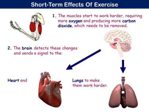 PE21ST - The Effects of Exercise | Teaching Resources