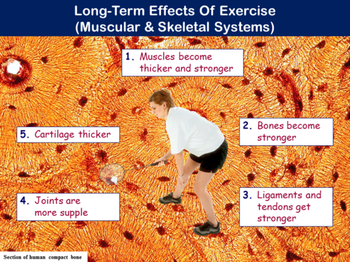 PE21ST - The Effects of Exercise | Teaching Resources