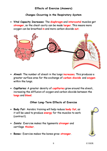 PE21ST - The Effects of Exercise WS | Teaching Resources