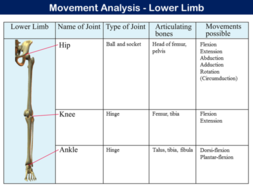 PE21ST - Movement Analysis - Planes & Axes (OCR) | Teaching Resources