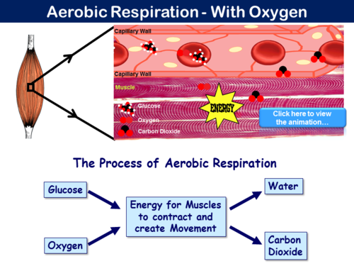 PE22ST - Energy for Exercise & Recovery | Teaching Resources