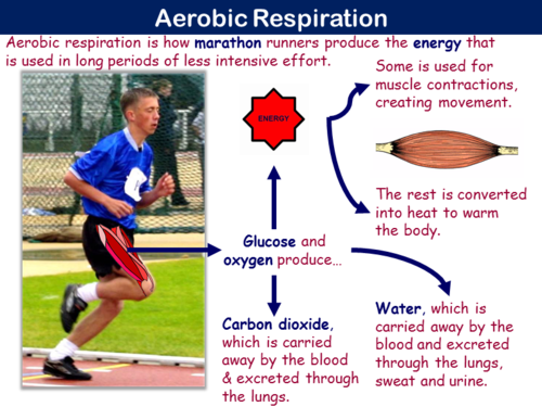 PE22ST - Energy for Exercise & Recovery | Teaching Resources