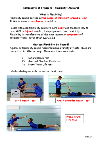 PE307ST - Components of Fitness - 5 (Flexibility) WS | Teaching Resources