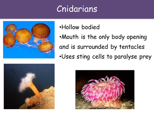 Pokemon Science - Animal Classification | Teaching Resources