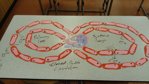A Level Biology Types of Circulation Lesson & Activities | Teaching ...