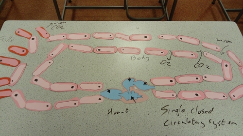 A Level Biology Types of Circulation Lesson & Activities | Teaching ...