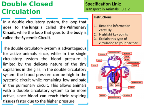 A Level Biology Types of Circulation Lesson & Activities | Teaching ...