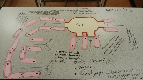A Level Biology Types of Circulation Lesson & Activities | Teaching ...