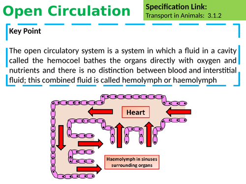 A Level Biology Types of Circulation Lesson & Activities | Teaching ...