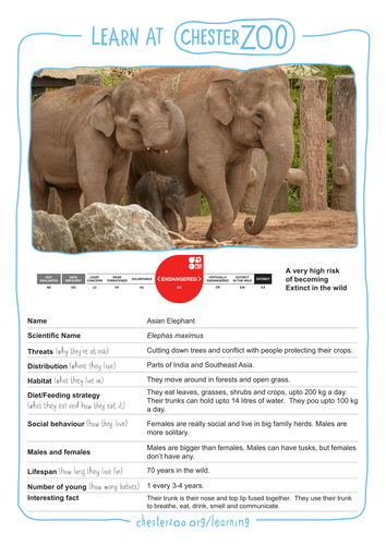 Learn at Chester Zoo - Animal Fact File - Asian Elephant | Teaching ...
