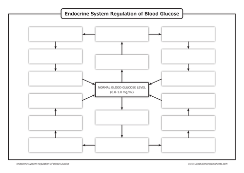 Homeostasis - Endocrine System Regulation of Glucose Levels | Teaching ...