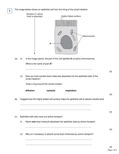 AQA Biology - L12 Exchange Surfaces | Teaching Resources