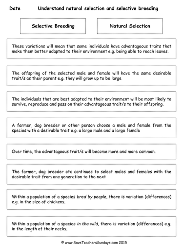 Natural Selection and Selective Breeding KS2 Lesson Plan and Worksheet ...
