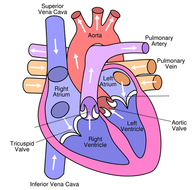 GCSE PE: Cardiovascular and Respiratory System by jadethornhill ...