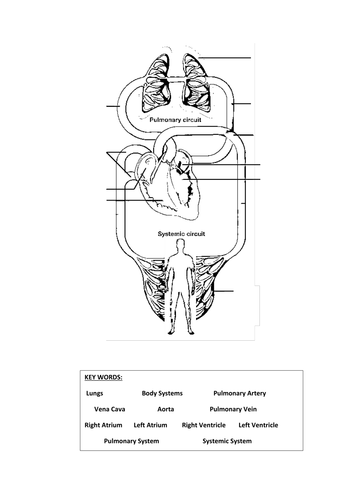 GCSE PE: Cardiovascular and Respiratory System | Teaching Resources