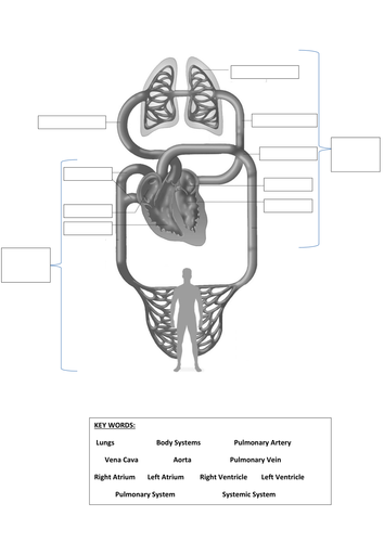 GCSE PE: Cardiovascular and Respiratory System | Teaching Resources