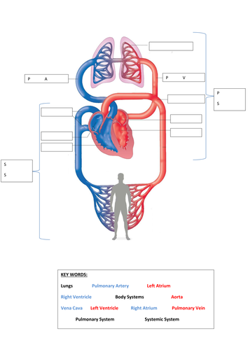 GCSE PE: Cardiovascular and Respiratory System | Teaching Resources