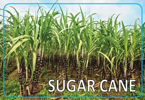 SUGAR TEACHING RESOURCES- KS2 DISPLAY FOOD TECHNOLOGY HEALTHY EATING ...