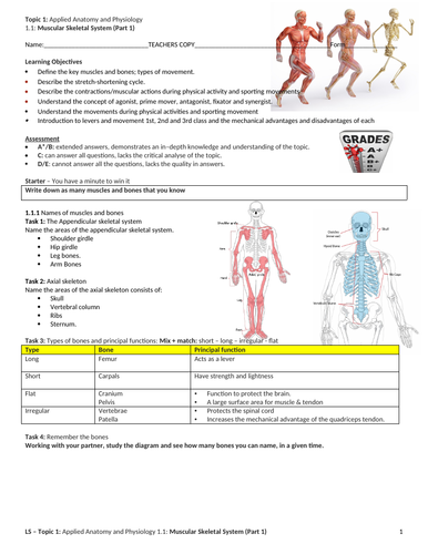 A-level PE EDEXCEL (Spec 2016) 1.1: Muscular Skeletal System (Part 1 ...