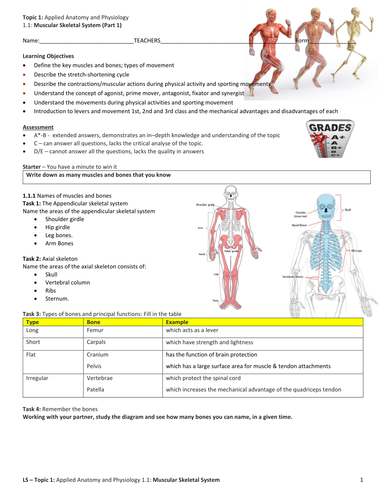 A-level PE EDEXCEL (Spec 2016) 1.1: Muscular Skeletal System (Part 1 ...