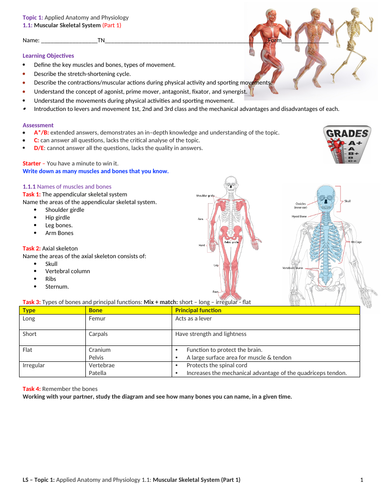 A-level PE EDEXCEL (Spec 2016) 1.1: Muscular Skeletal System (Part 1 ...