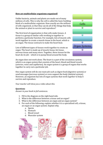 KS3 Cells & Organisation 9 Cell Organisation | Teaching Resources