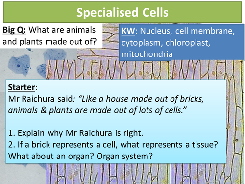 KS3 Cells & Organisation 10-11 Specialised Cells | Teaching Resources