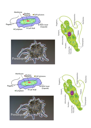 KS3 Cells & Organisation 14-15 Unicellular Organisms | Teaching Resources