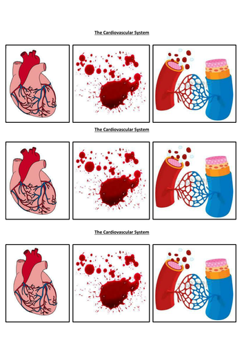 Year 7/8 Short term effects of exercise on the cardiovascular system ...