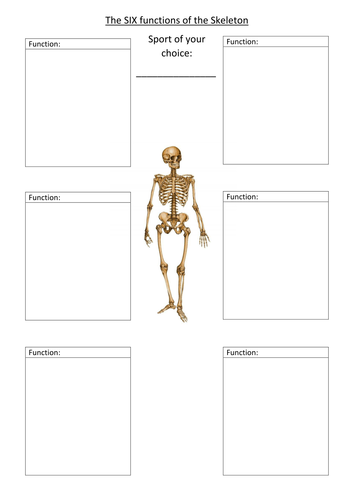 Gcse Pe Aqa 2016 Functions Of The Skeleton Teaching Resources