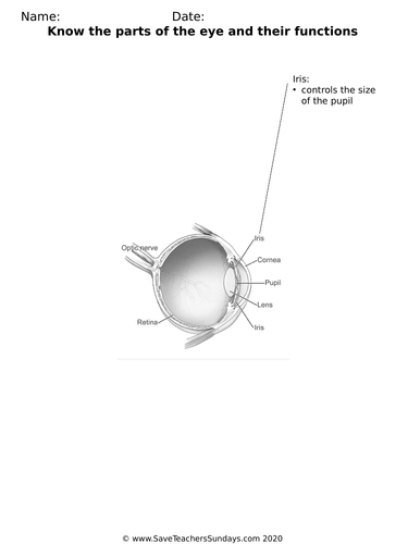 Parts of the Eye KS2 Lesson Plan, Worksheet and Plenary Quiz | Teaching ...