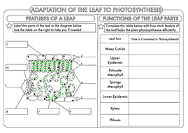 GCSE Biology: Photosynthesis Worksheet Pack | Teaching Resources