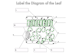 GCSE Plant Biology Diagrams to Label | Teaching Resources