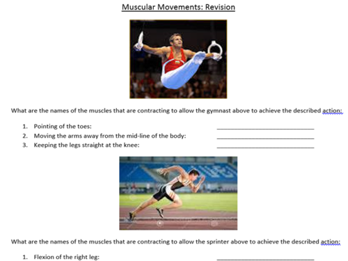 GCSE PE NEW AQA 2016 muscle worksheets | Teaching Resources