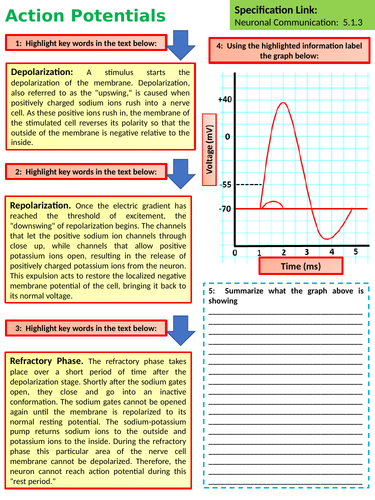 A Level Biology Action Potential Lesson & Activities | Teaching Resources