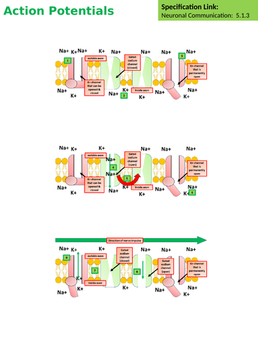 A Level Biology Action Potential Lesson & Activities | Teaching Resources