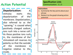 A Level Biology Action Potential Lesson & Activities | Teaching Resources