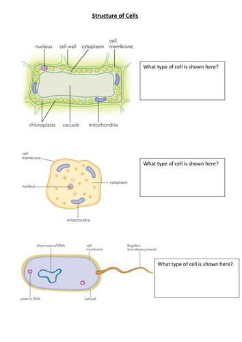 Edexcel (New 9-1) Topic 1 - L1 Eukaryotic and Prokaryotic cells ...