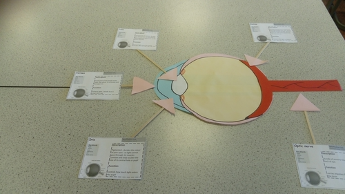 KS4 AQA GCSE Biology (Science) The Eye Lesson & Activities | Teaching ...