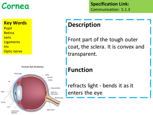 KS4 AQA GCSE Biology (Science) The Eye Lesson & Activities | Teaching ...