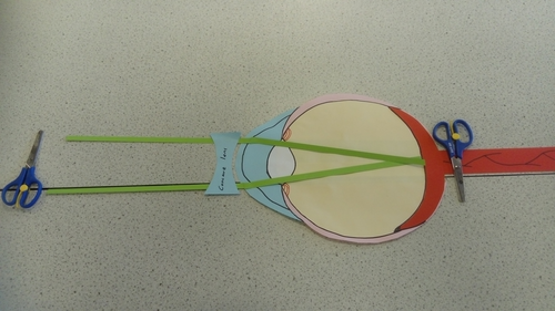 KS4 AQA GCSE Biology (Science) The Eye Lesson & Activities | Teaching ...