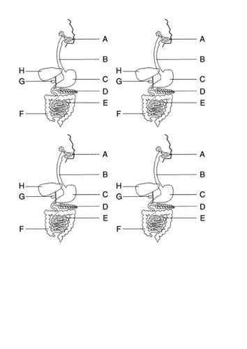 AQA Biology 4.2- L1 Digestive System | Teaching Resources