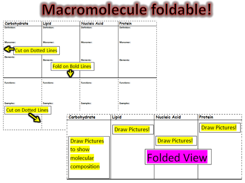 2.3 Macromolecules, Graphic Organizer foldable, Guided notes and ...