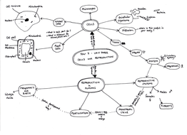 Mind Maps for the whole year of Year 7 Science | Teaching Resources